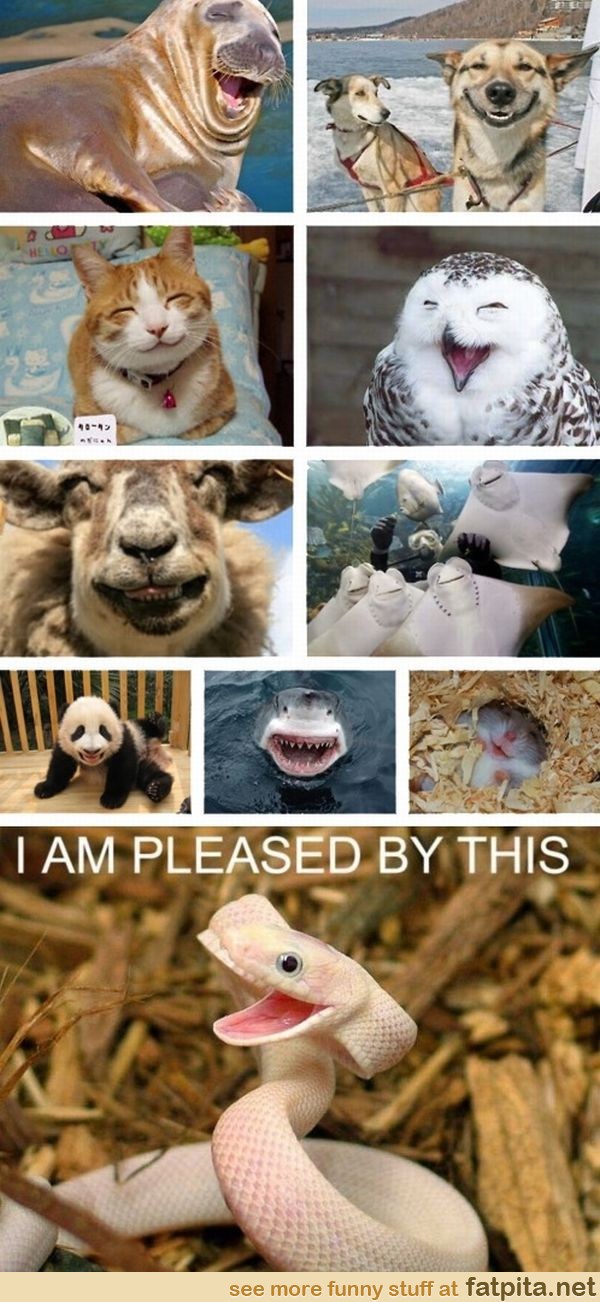 fatpita.net • funny random pictures